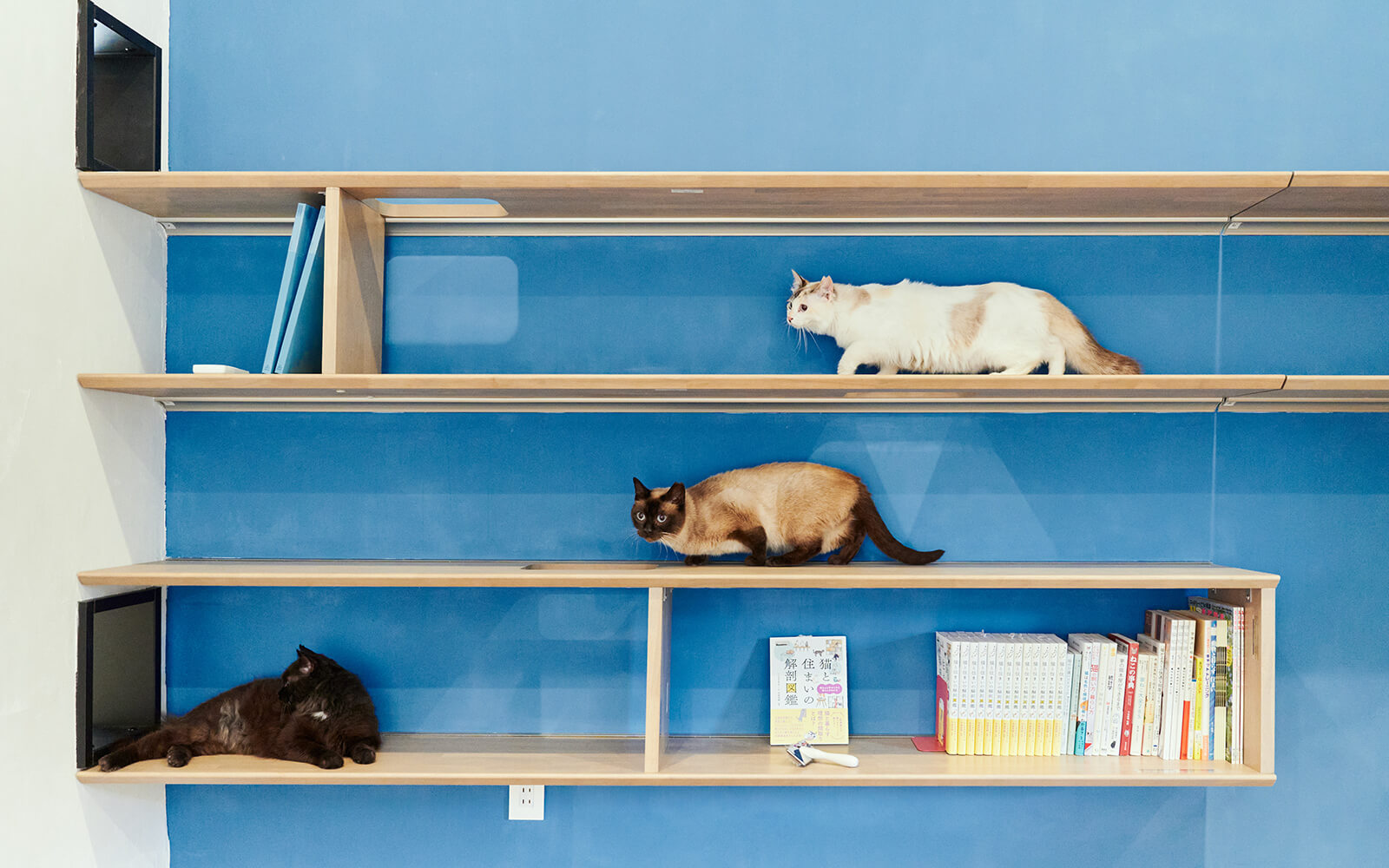 猫と暮らす家づくりのコツ5選 | COLUMN | VERITIS MAGAZINE | 内装・収納・フローリング | Panasonic